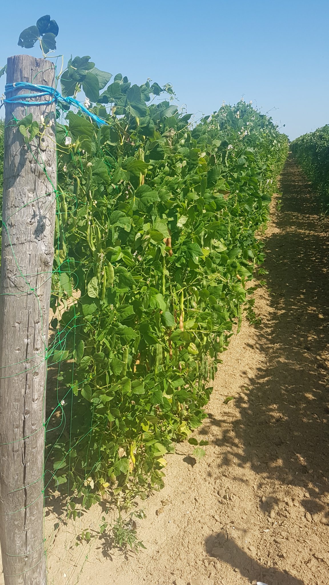 Le Haricot de Soissons IGP