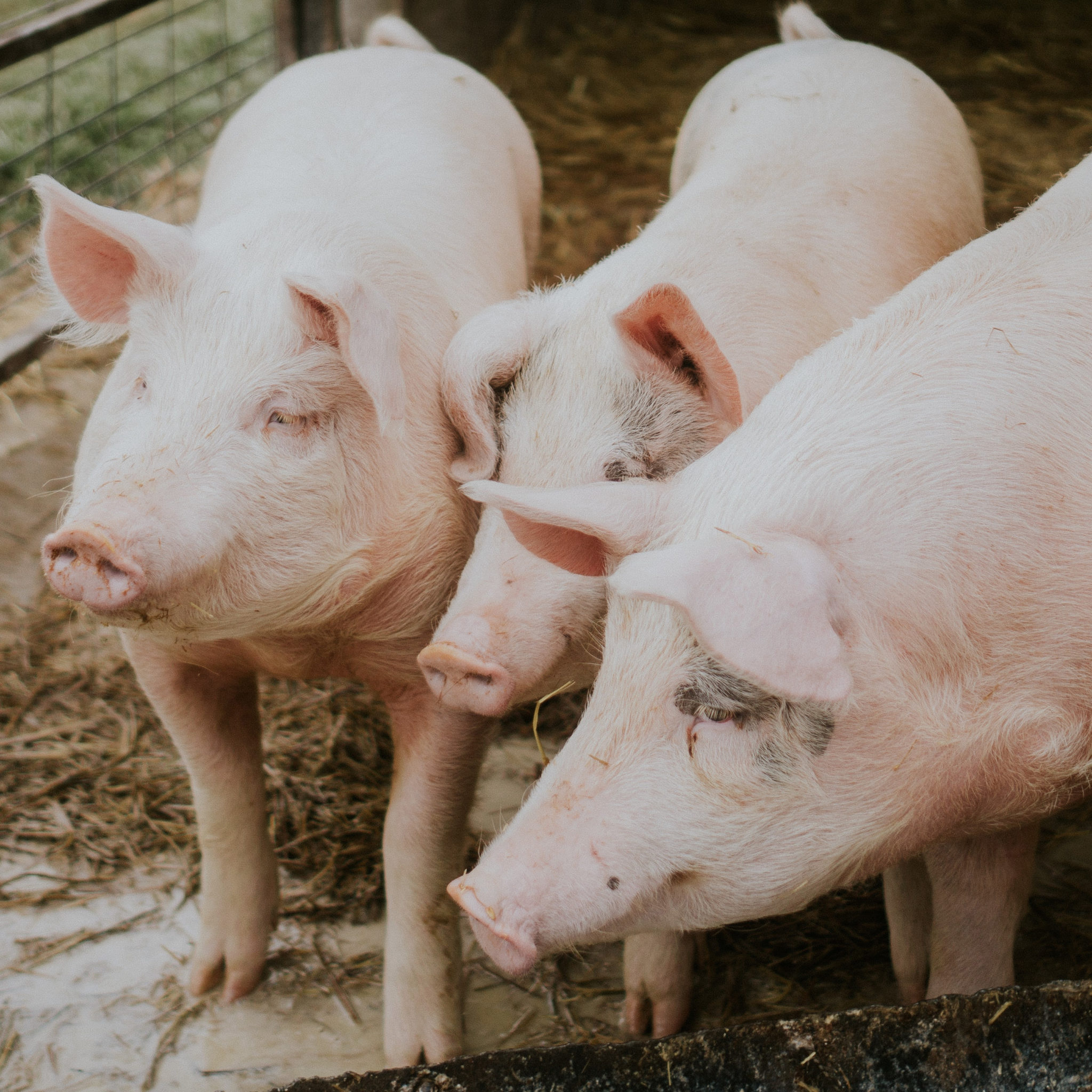 Filière label rouge : le "cochon des géants" arrive dans les Hauts-de ...