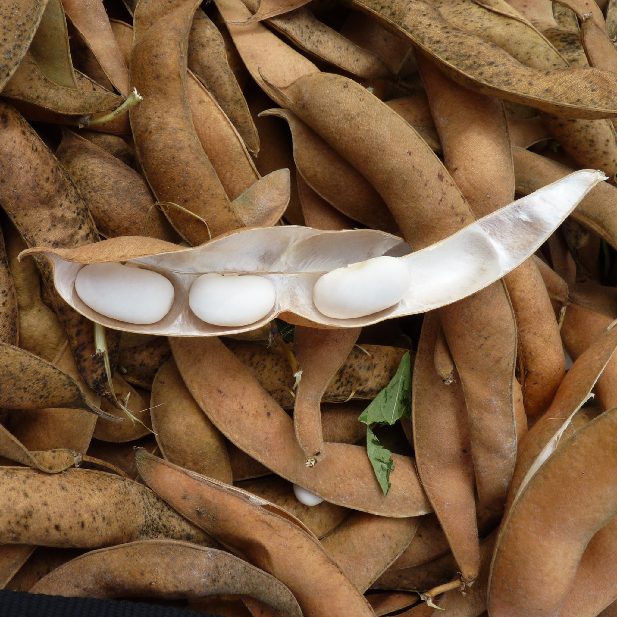 Reportage TF1 sur le Haricot de Soissons ~ Qualité alimentaire